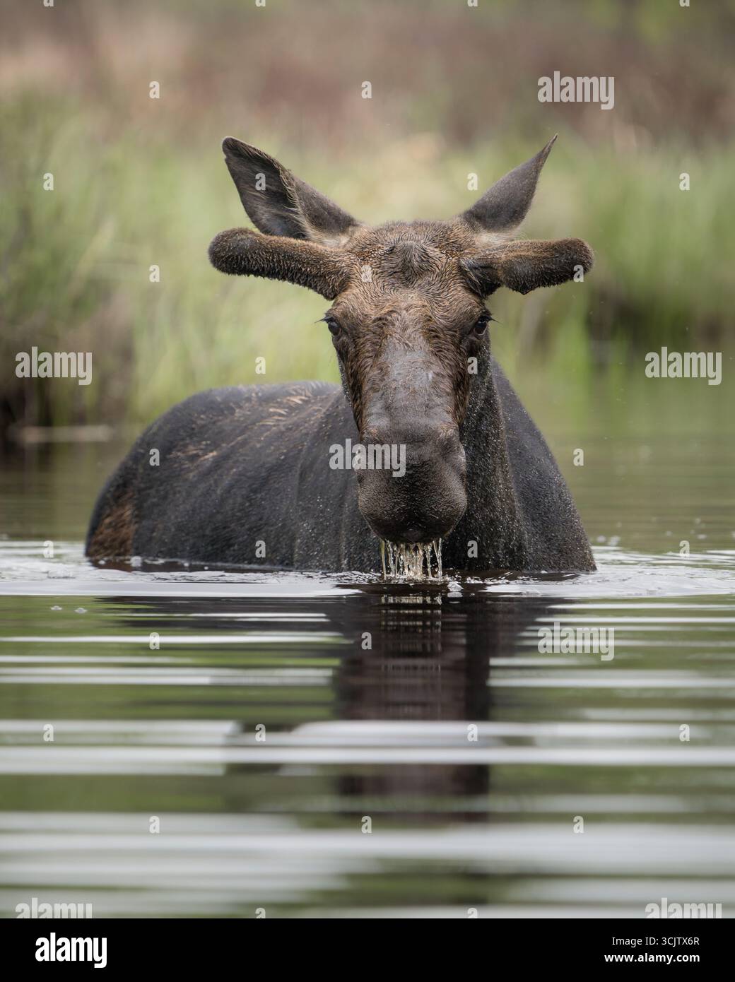 Bull pond hi-res stock photography and images - Alamy