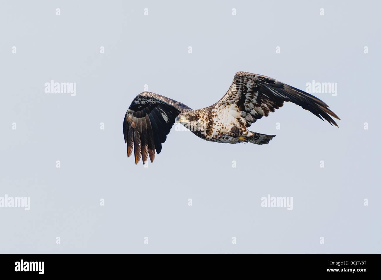 Young bald eagle flaps hi-res stock photography and images - Alamy