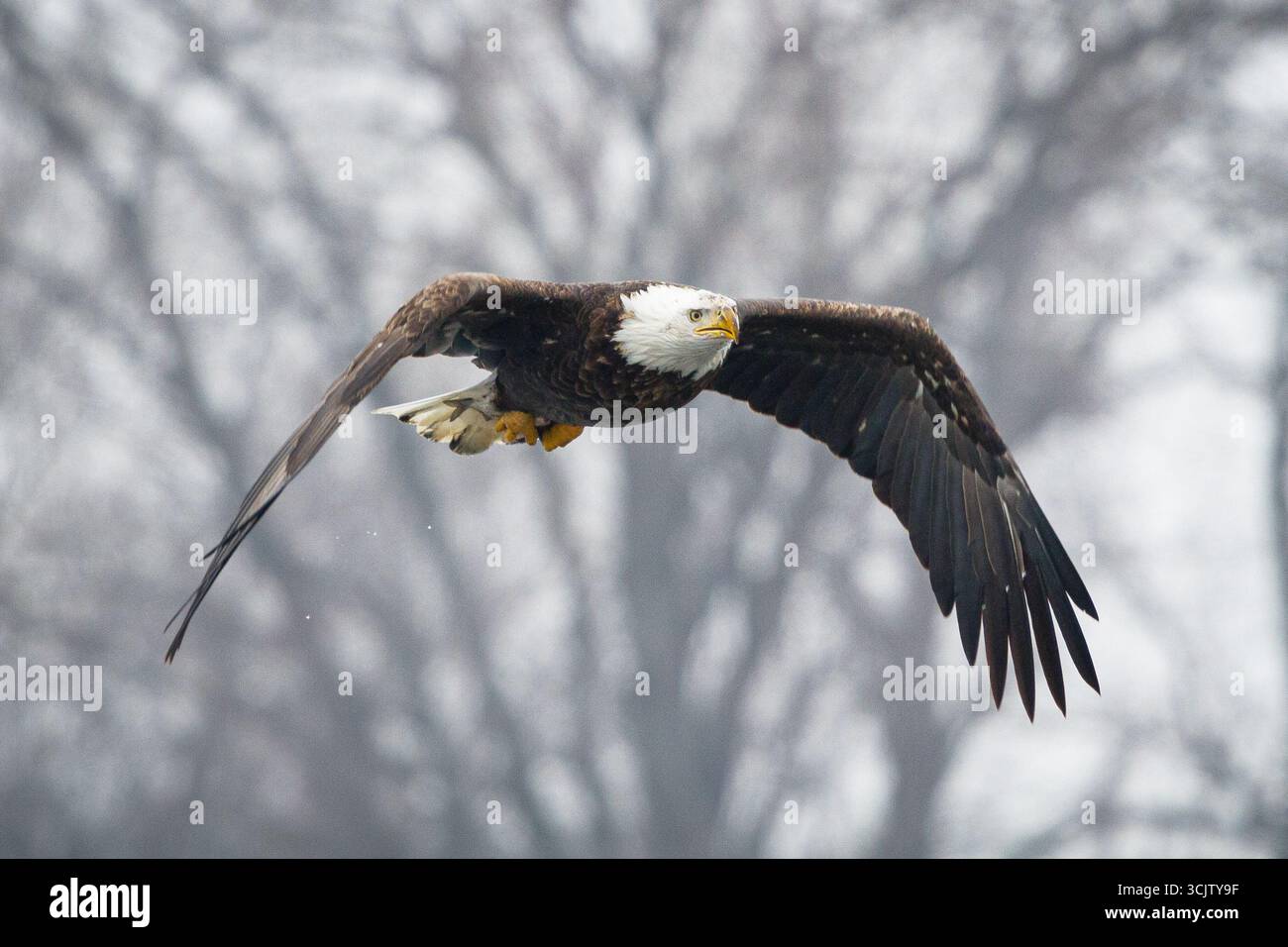 Eagle in flight forest hi-res stock photography and images - Alamy