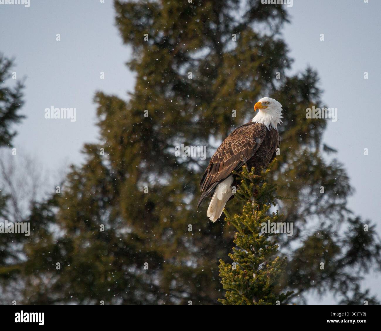 A bald eagle, perched atop a pine tree, looks behind it as light snow ...