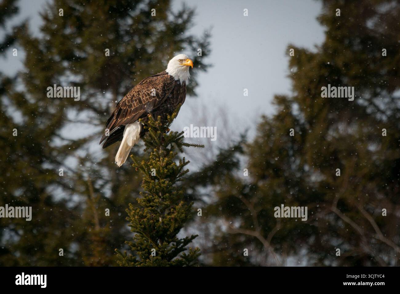 Regal eagle perches hi-res stock photography and images - Alamy