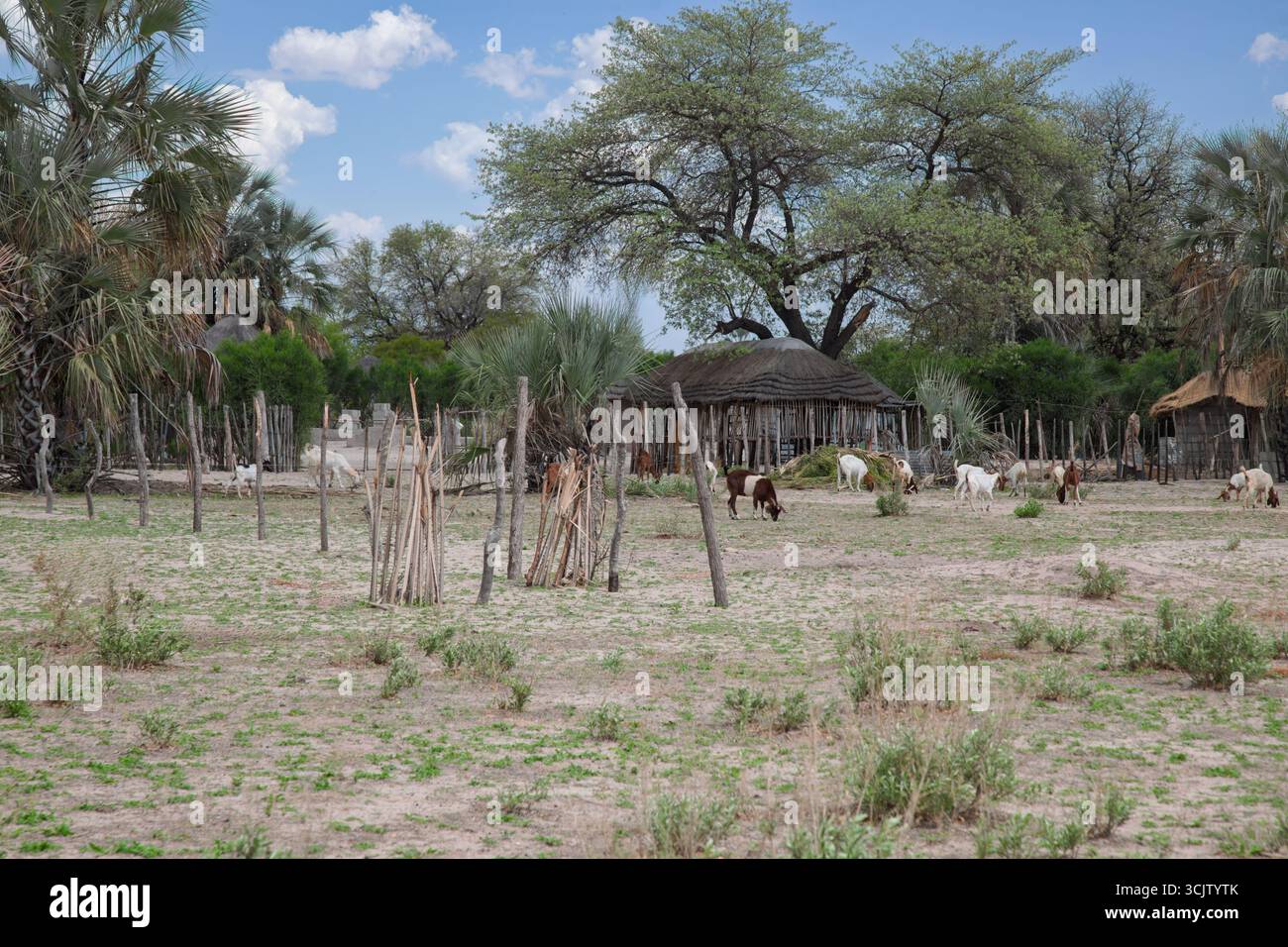 african village in botswana with small livestock goats in the yard ...
