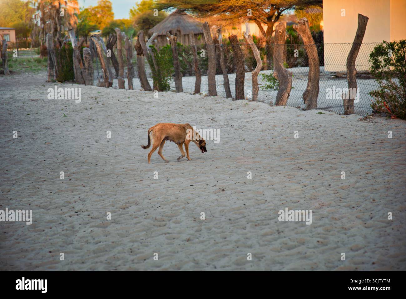 street dog, animal welfare for mongrel, Africanis mutt with red hair in ...