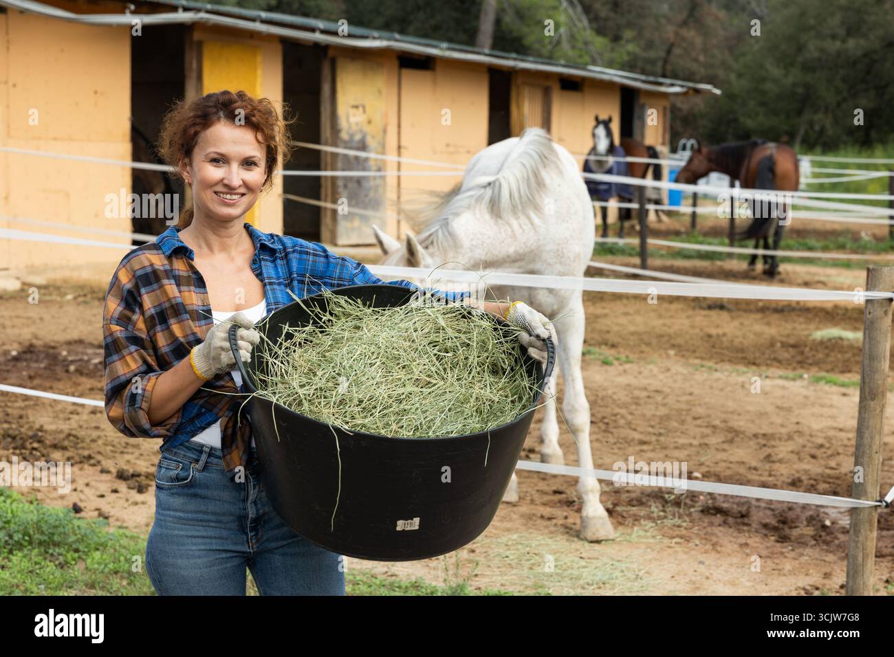Female stable owner feeds horses with fresh hay in paddock Stock Photo ...