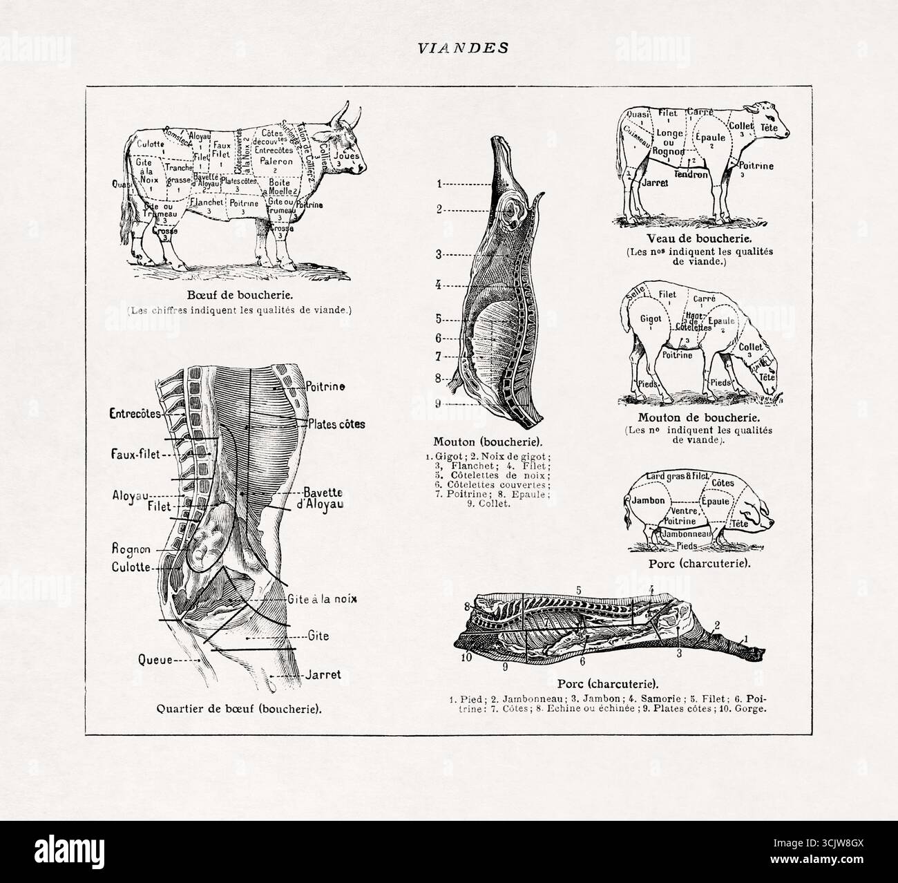 Illustration of a butcher's chart of meat sections cut according to ...