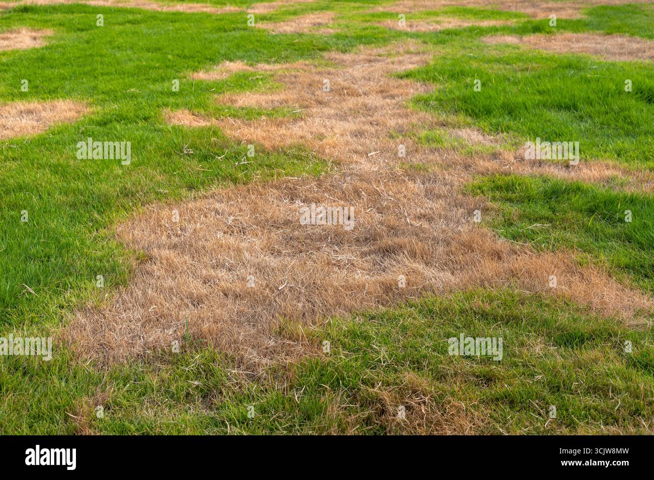 Close View of Green Healthy Grass and Dead Dry Patches Stock Photo - Alamy