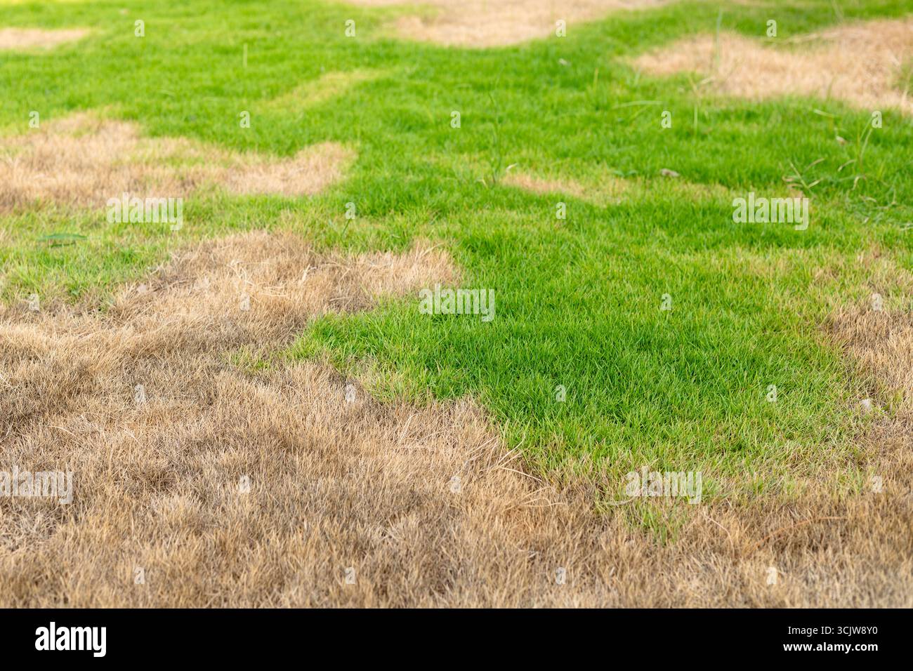 Lawn with Green and Brown Patches Stock Photo - Alamy