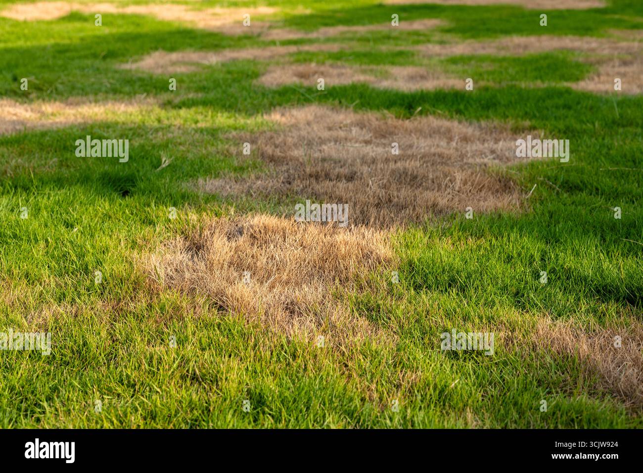 Dry patch hi-res stock photography and images - Alamy