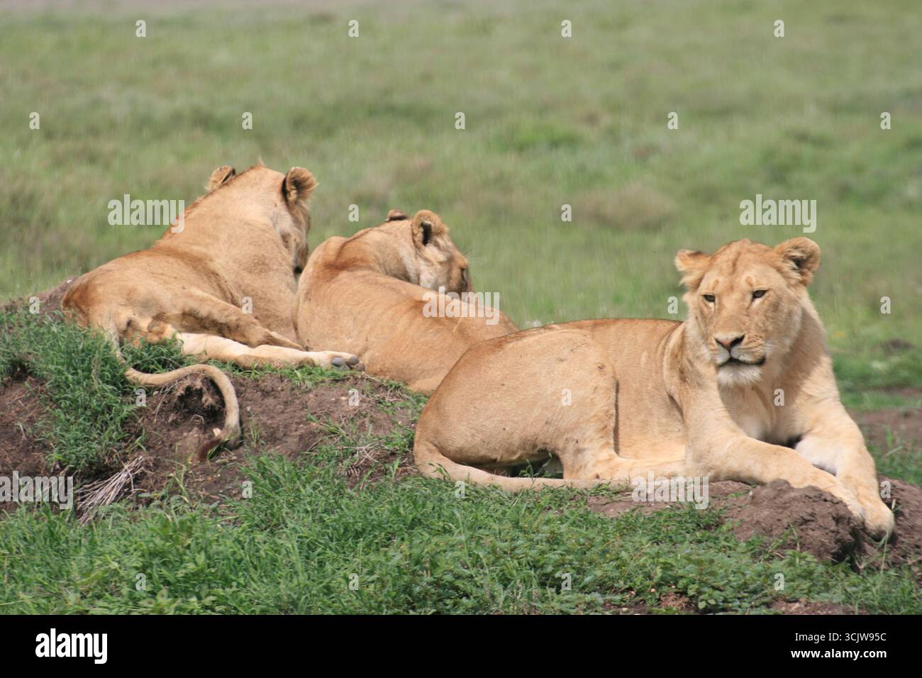 Lionesses in a group resting on grassy plains, Serengeti National Park ...
