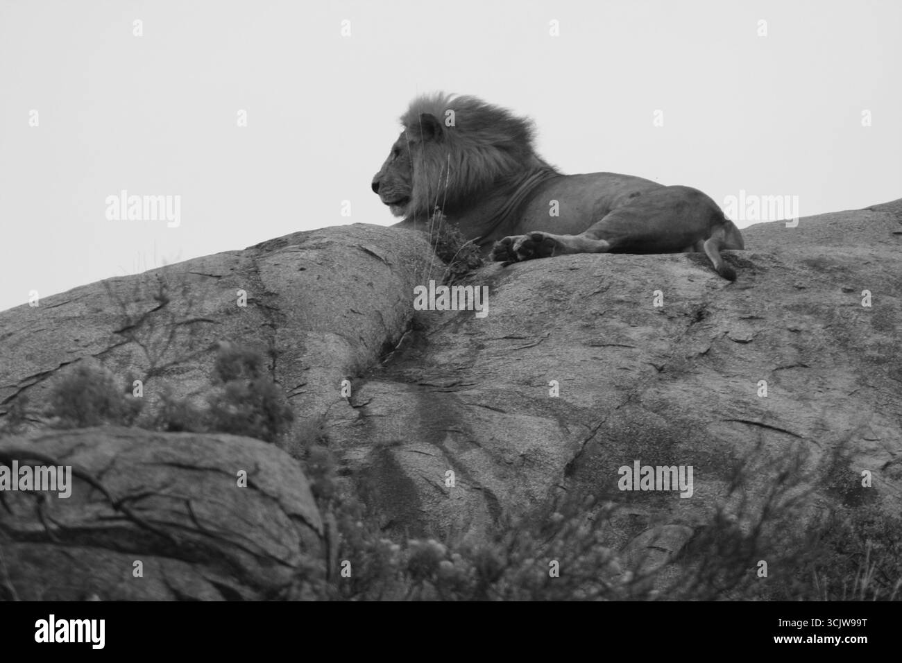 Adult male lion (Panthera leo) lying on a rock, Serengeti National Park ...