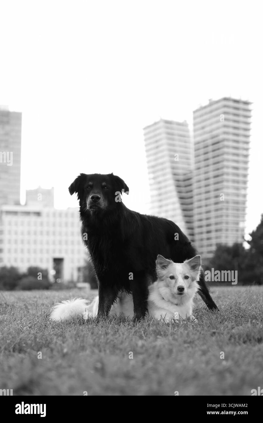 Skyscraper adult Black and White Stock Photos & Images - Alamy