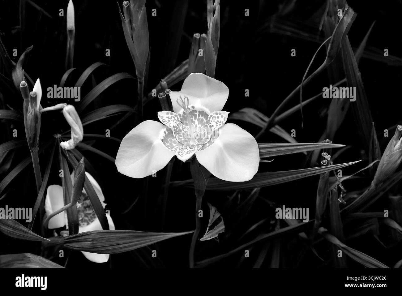 Tigridia paviona speciosa hi-res stock photography and images - Alamy