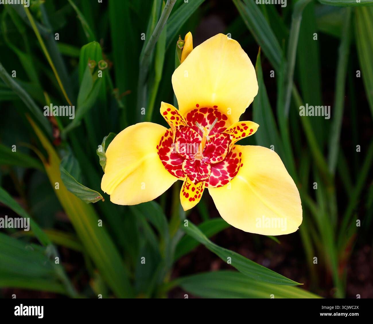 Close up of the strong colour of the exotic bulbous garden plant ...