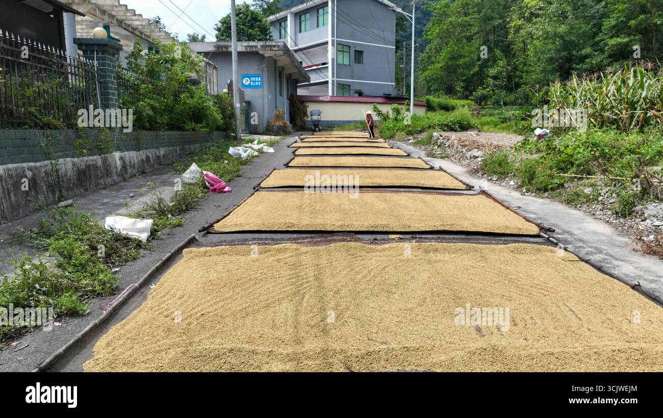 Aerial photo shows farmers drying grain in the sun in Youyang County ...