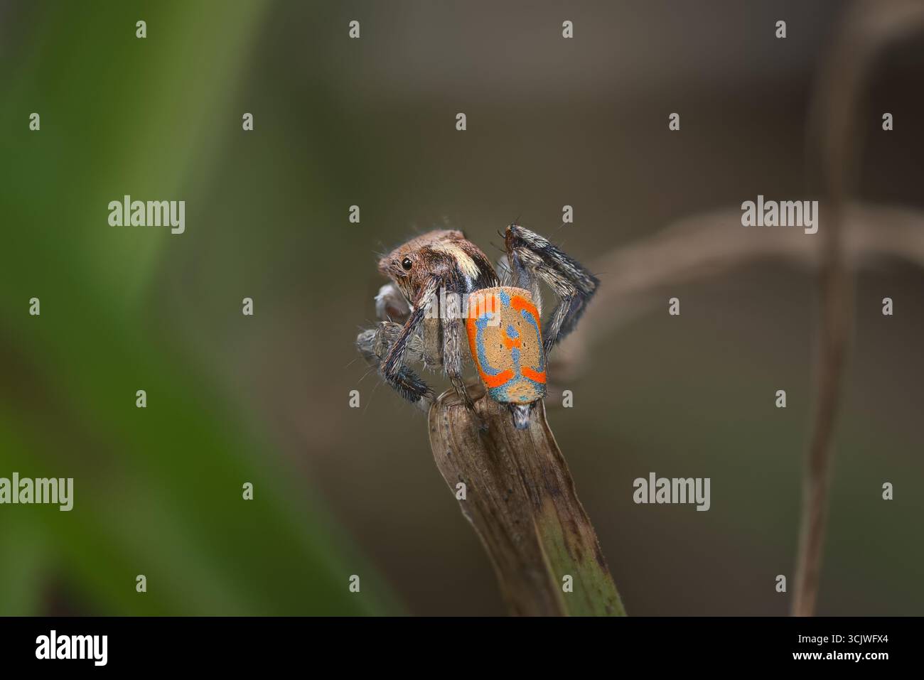 A male Peacock spider (Maratus pavonis). This is one of the most common ...