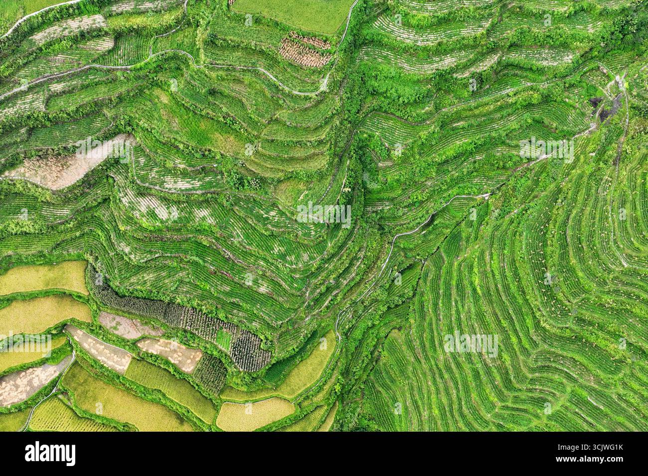 Aerial photo shows the terraced field in Youyang County, Chongqing ...