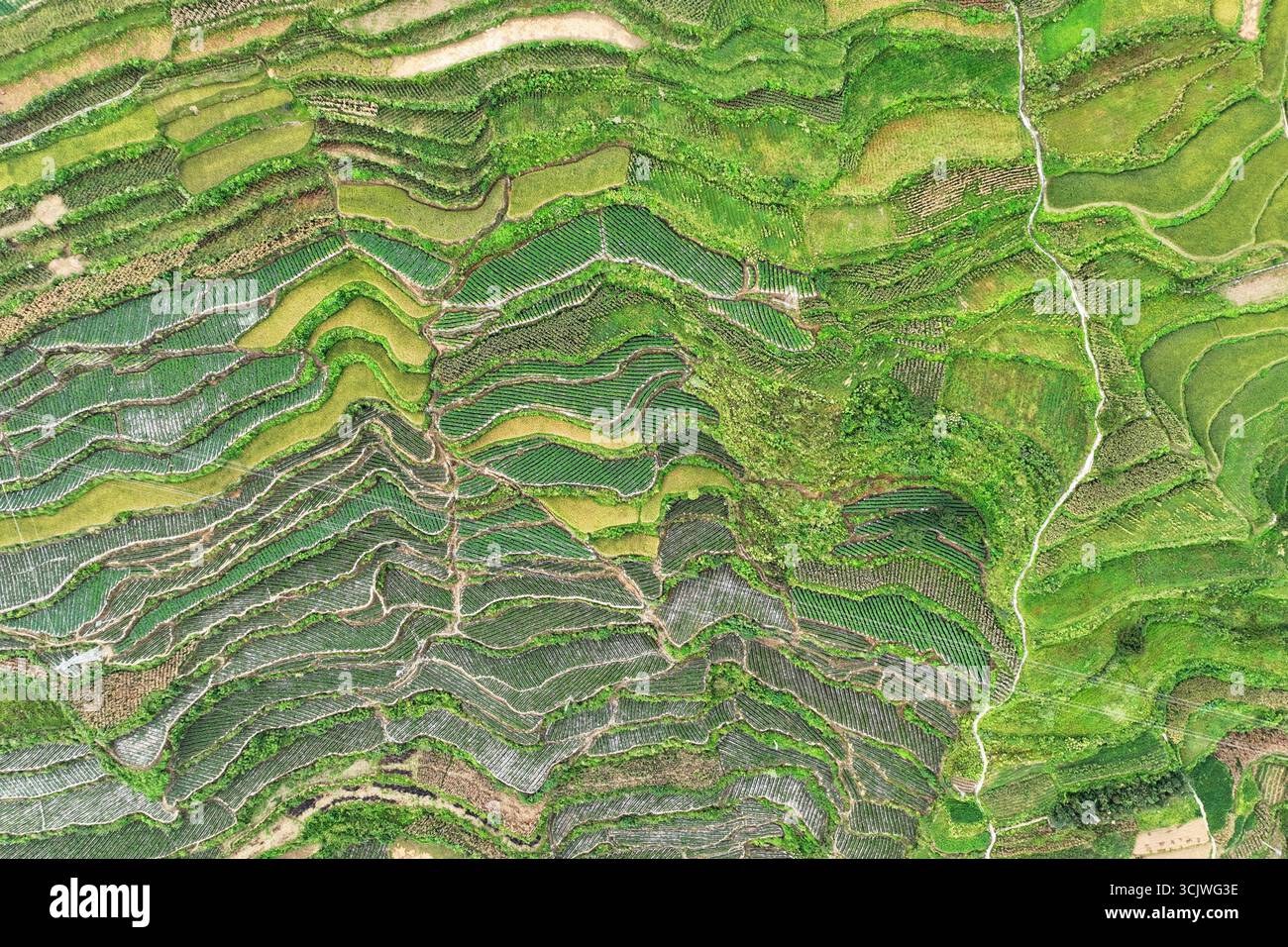 Aerial photo shows the terraced field in Youyang County, Chongqing ...