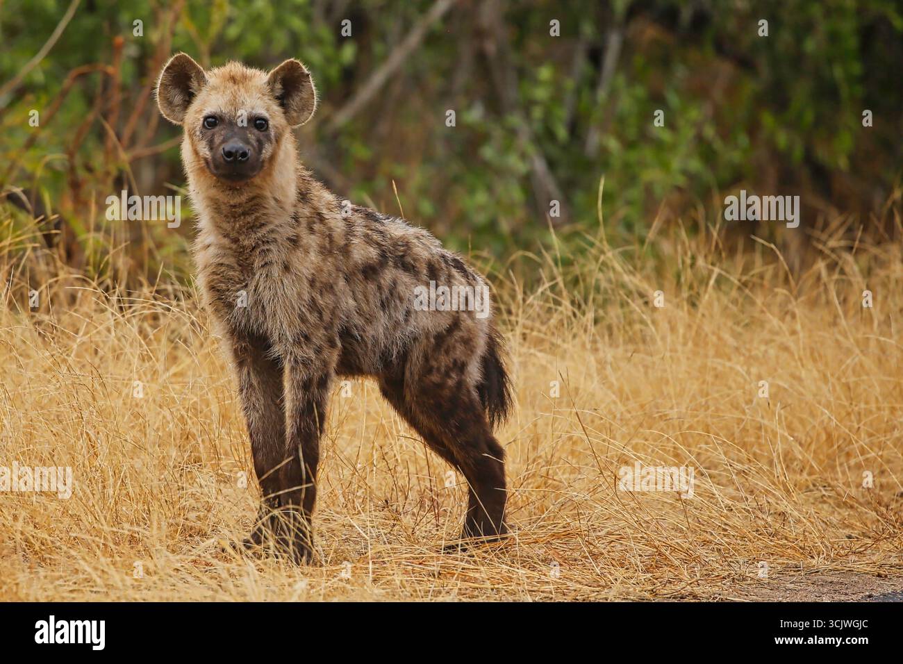 Hyena perfect pose Stock Photo - Alamy
