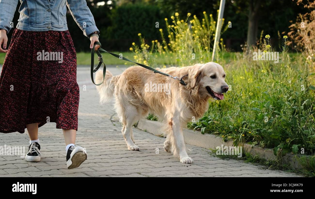 Female Dog Owner Walks Adorable Golden Retriever At Sunset On A Street ...