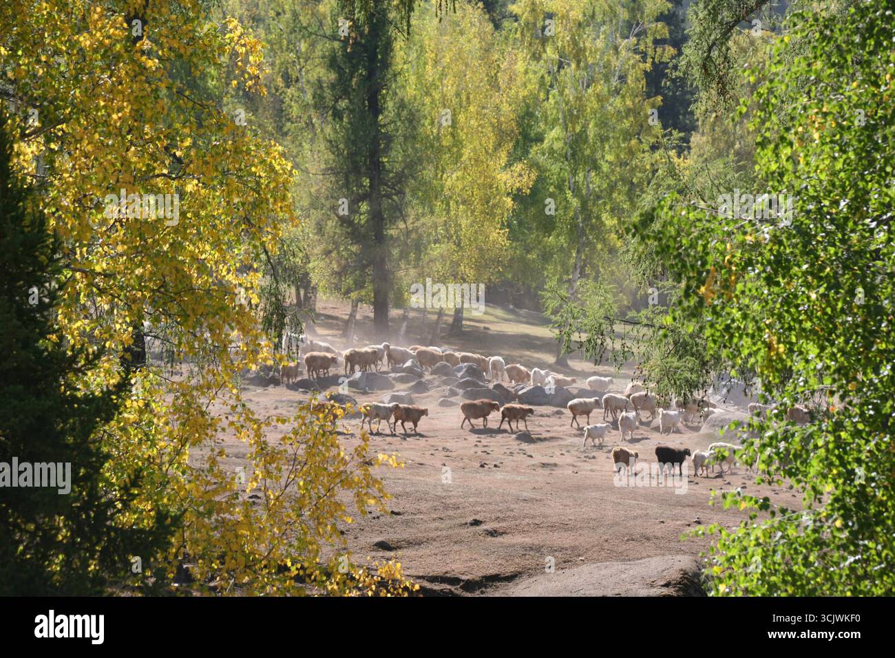 The herdsmen drive their livestock to the winter pasture in Habahe ...