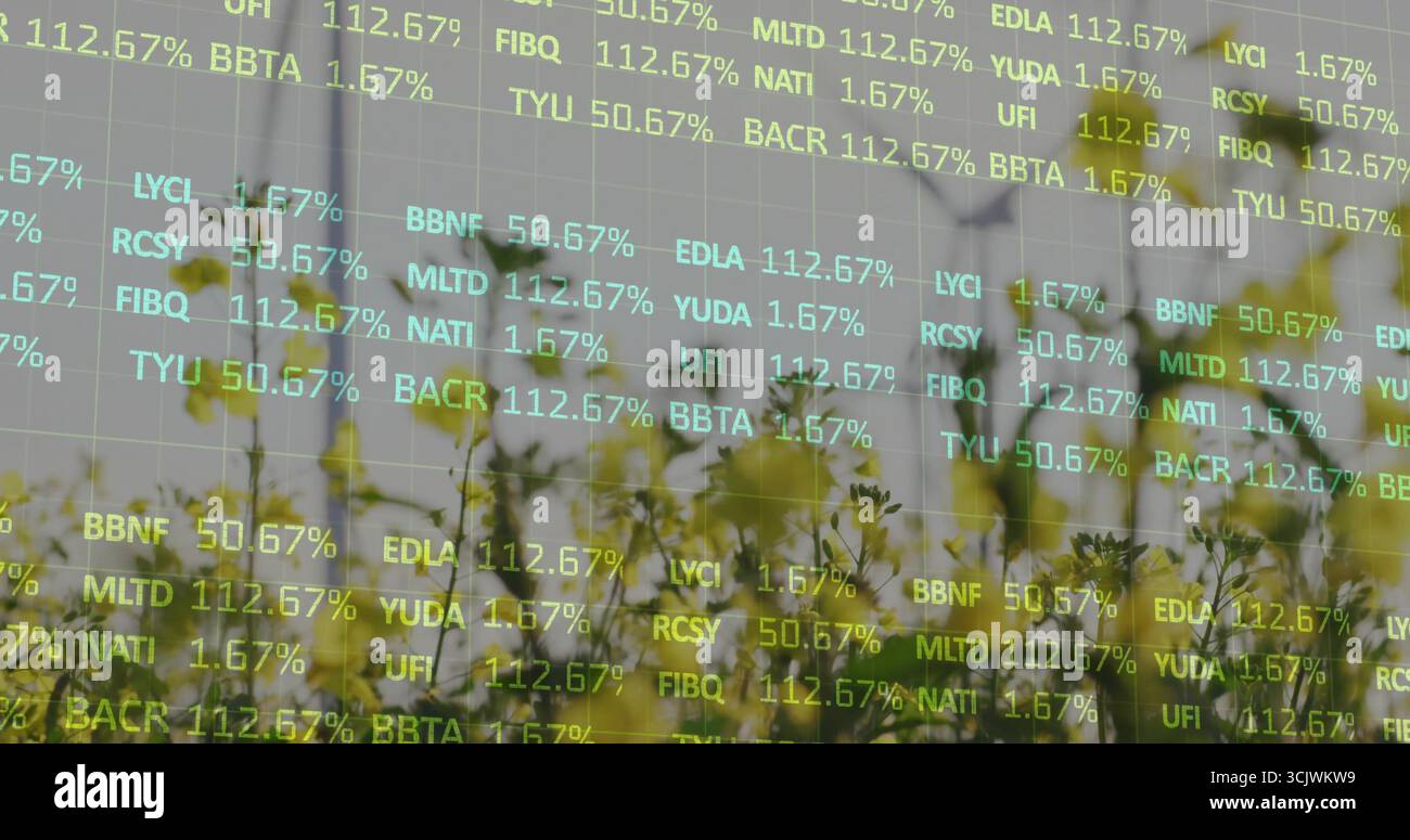 Displaying clusters of yellow flowering plants swaying in meadow with ...
