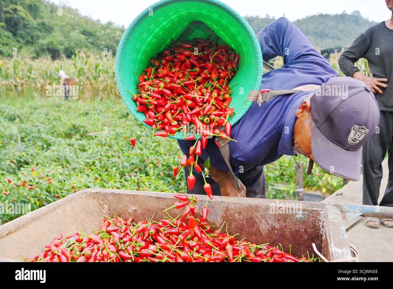 Farmers harvest peppers in the planting base in Youyang County ...