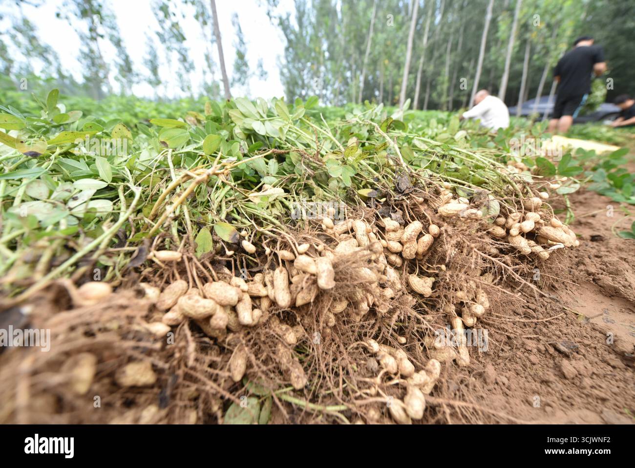Farmers harvest peanuts in the field in Liaocheng City, east China's ...