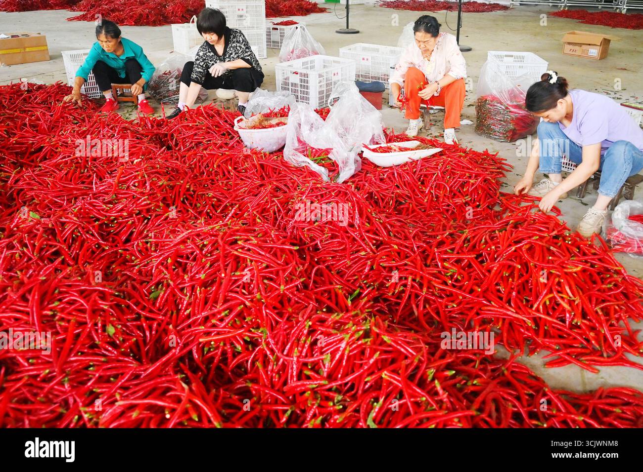 Farmers harvest peppers in the planting base in Youyang County ...