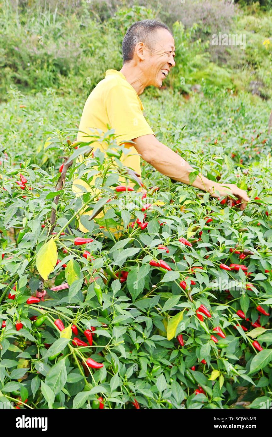 Farmers harvest peppers in the planting base in Youyang County ...