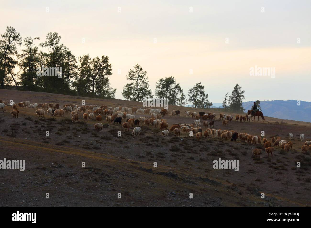 The herdsmen drive their livestock to the winter pasture in Habahe ...