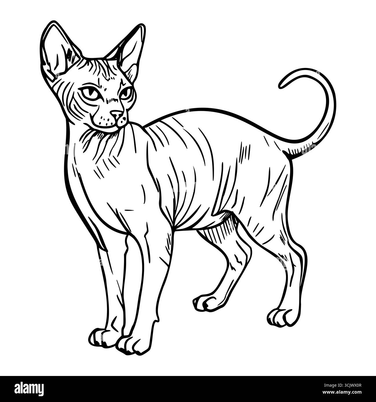 Sphynx cat wrinkled skin stands Black and White Stock Photos & Images ...