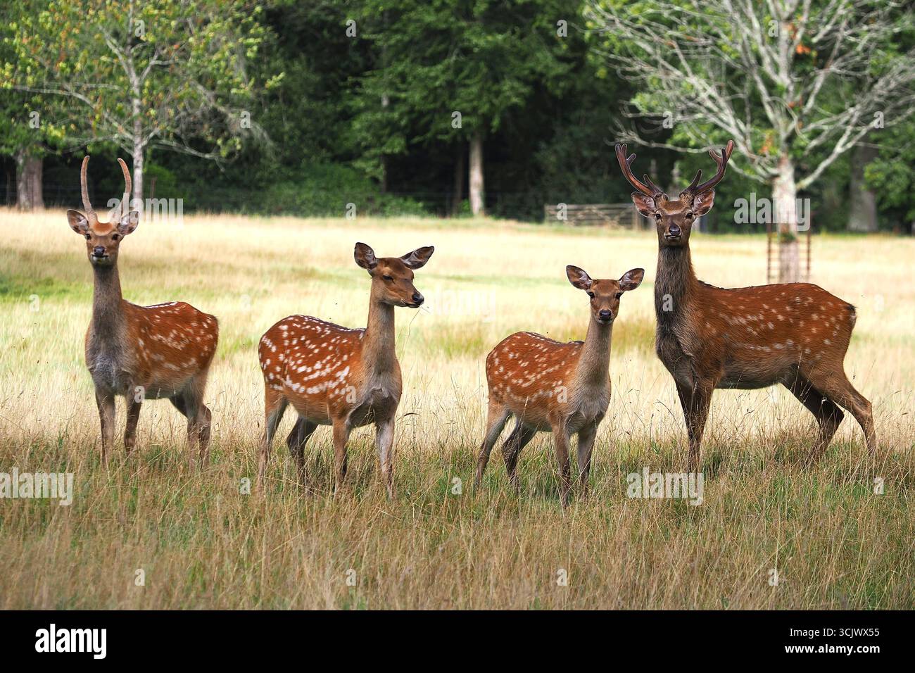 Parnham deer park dorset hi-res stock photography and images - Alamy
