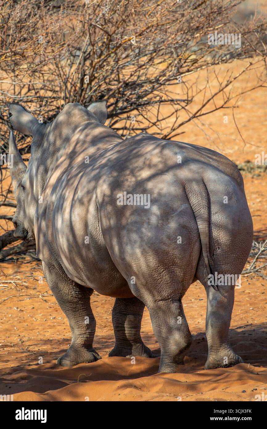 Close up photo of a white rhinoceros, rhino butts, wildlife safari and ...