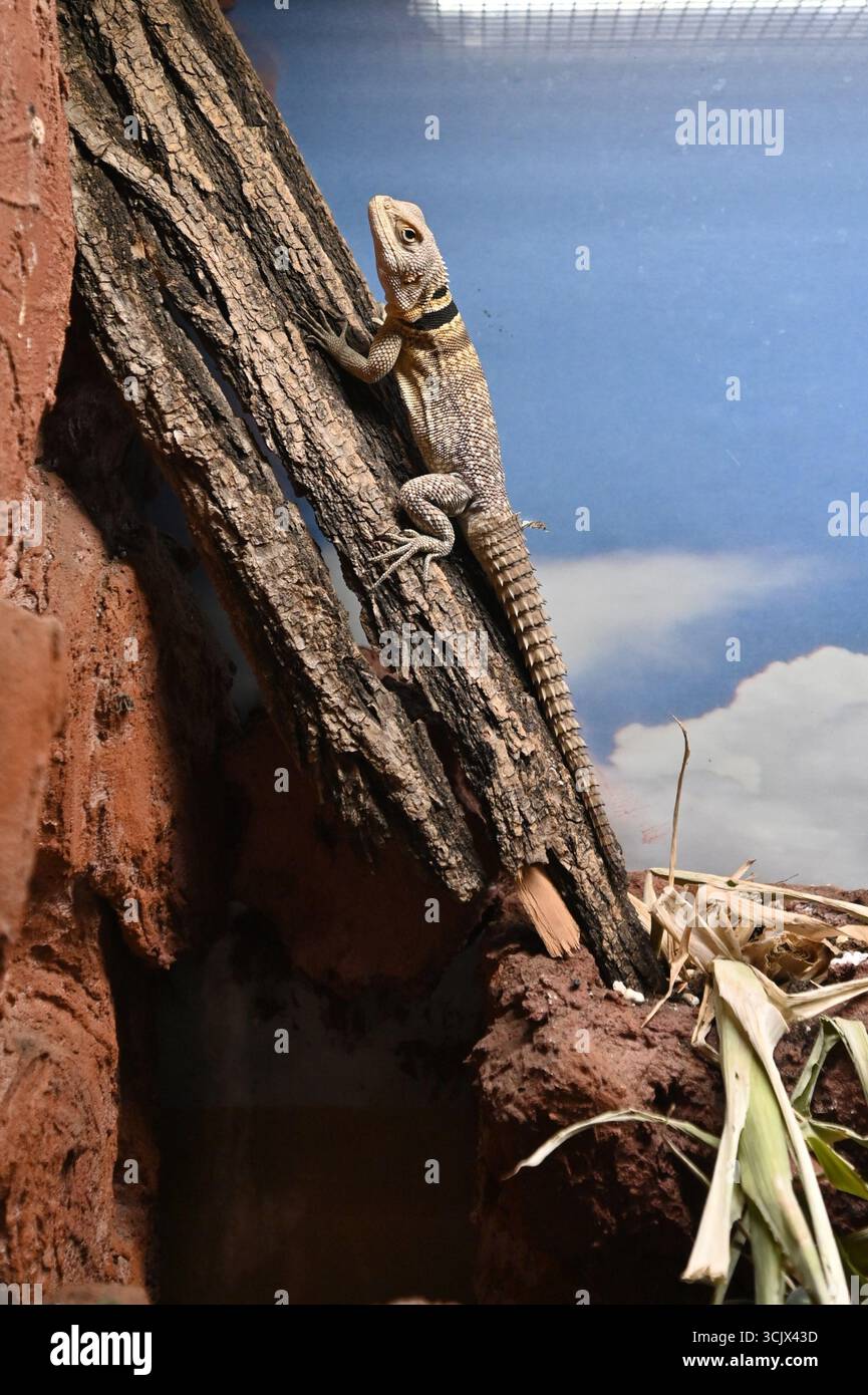 Lizard in zoo hungary hi-res stock photography and images - Alamy