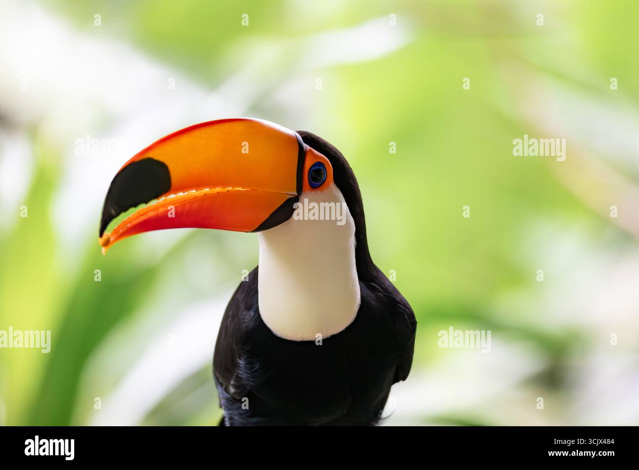 Toco toucan (Ramphastos toco), species of bird in the toucan family ...