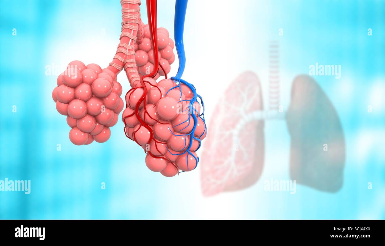 Human lungs with bronchioles. 3d illustration Stock Photo - Alamy