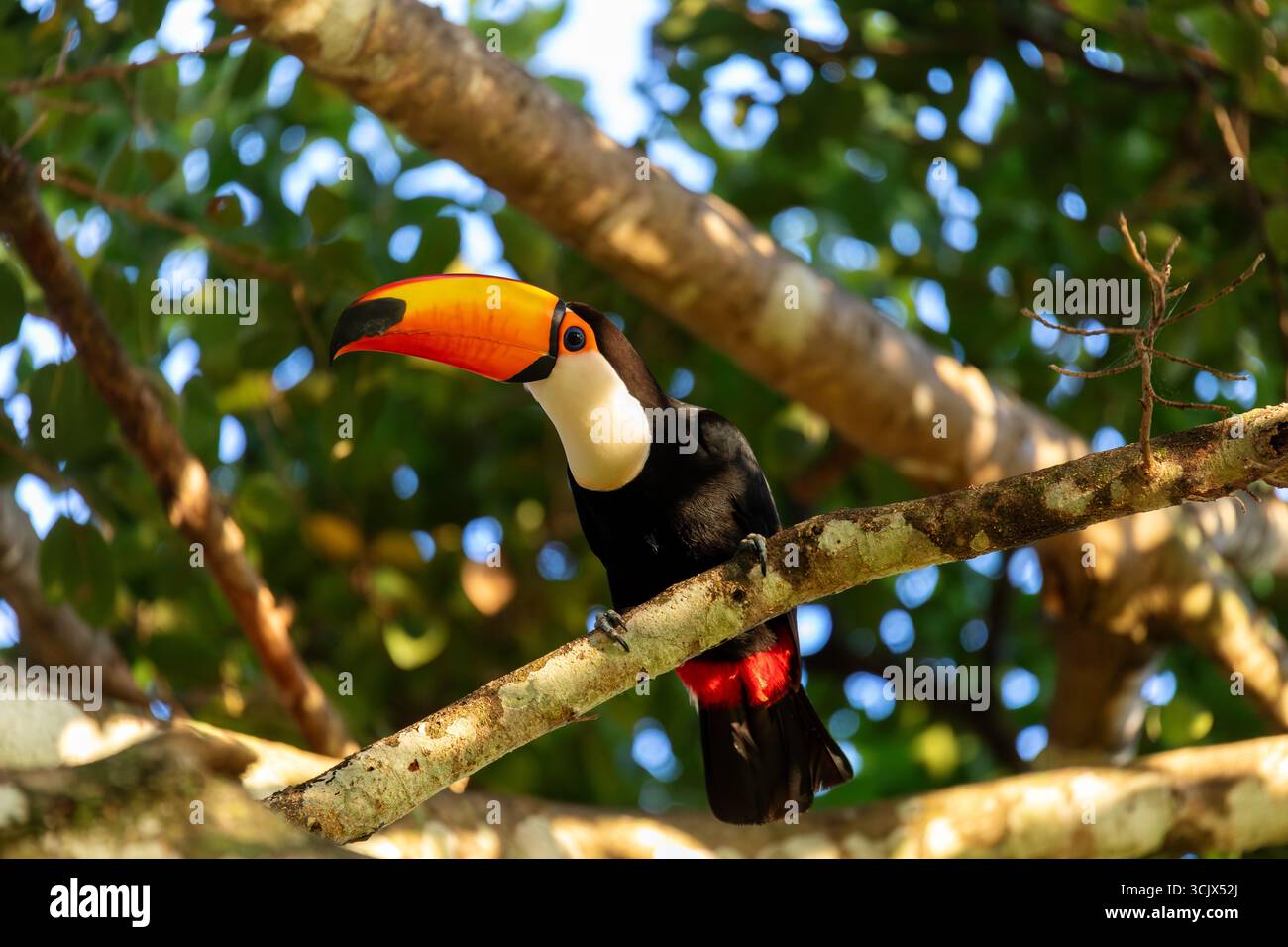 Toco toucan (Ramphastos toco), species of bird in the toucan family ...