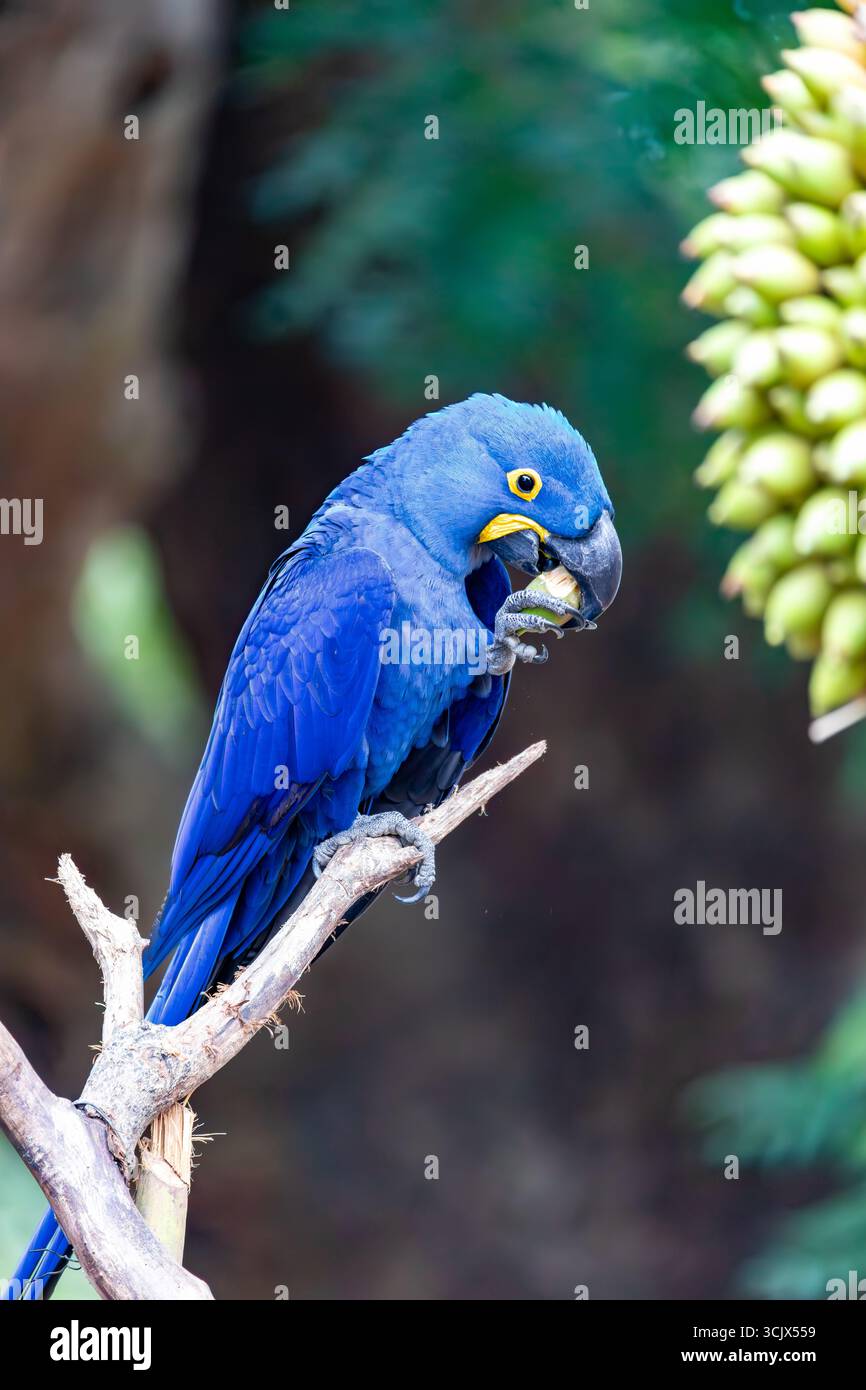 Hyacinth macaw (Anodorhynchus hyacinthinus), hyacinthine macaw, largest ...