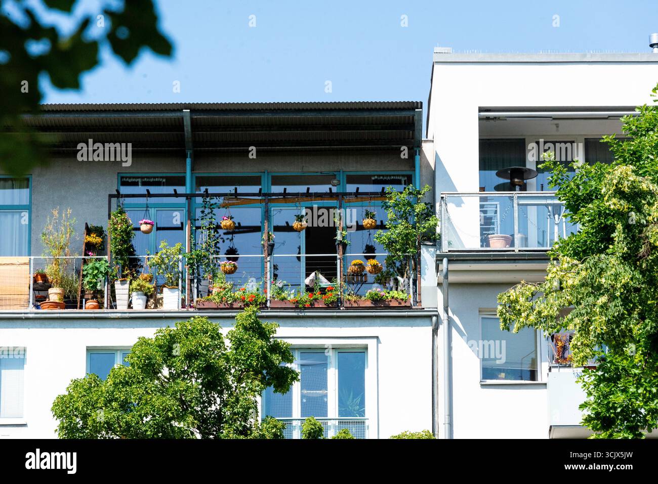 A vibrant and flourishing balcony garden creates a stunning urban oasis ...