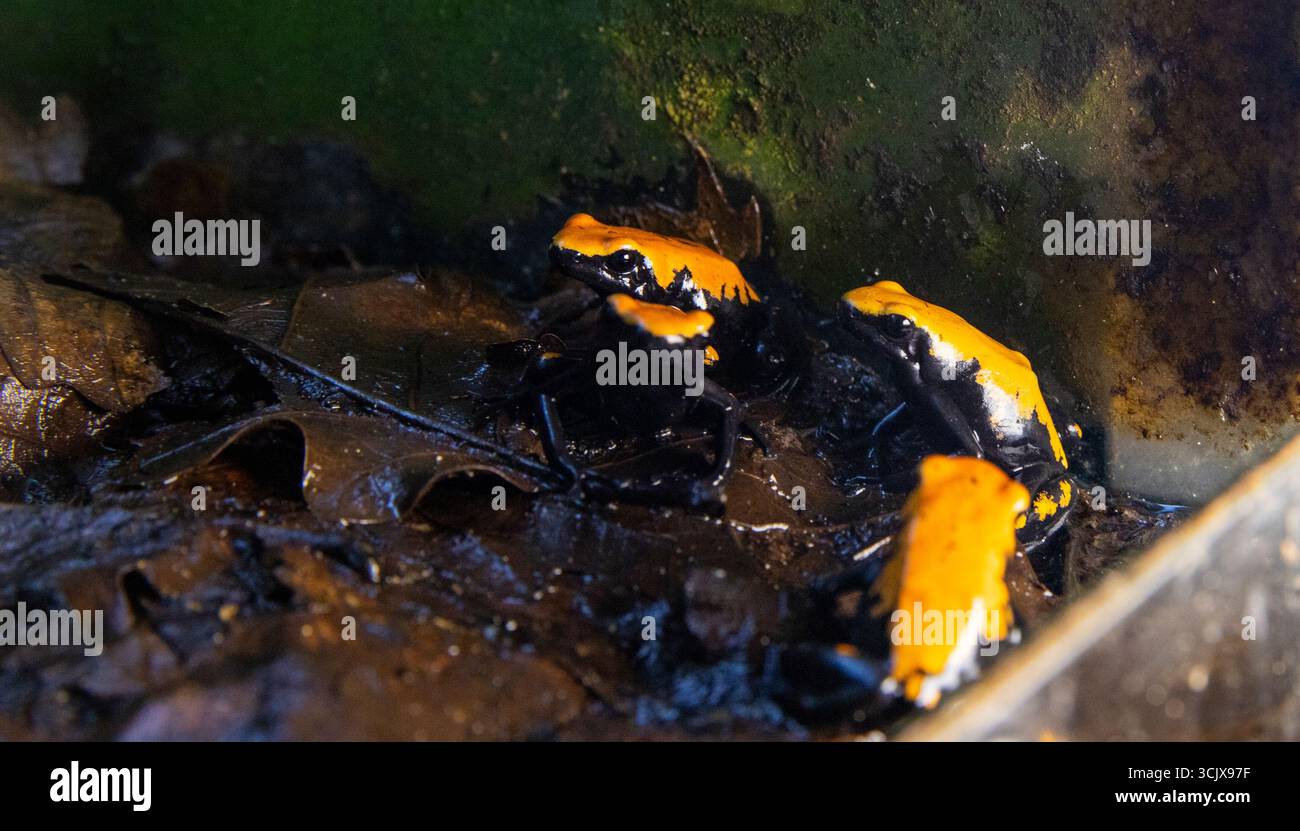 Brightly colored black and yellow poison dart frogs, Dendrobates ...