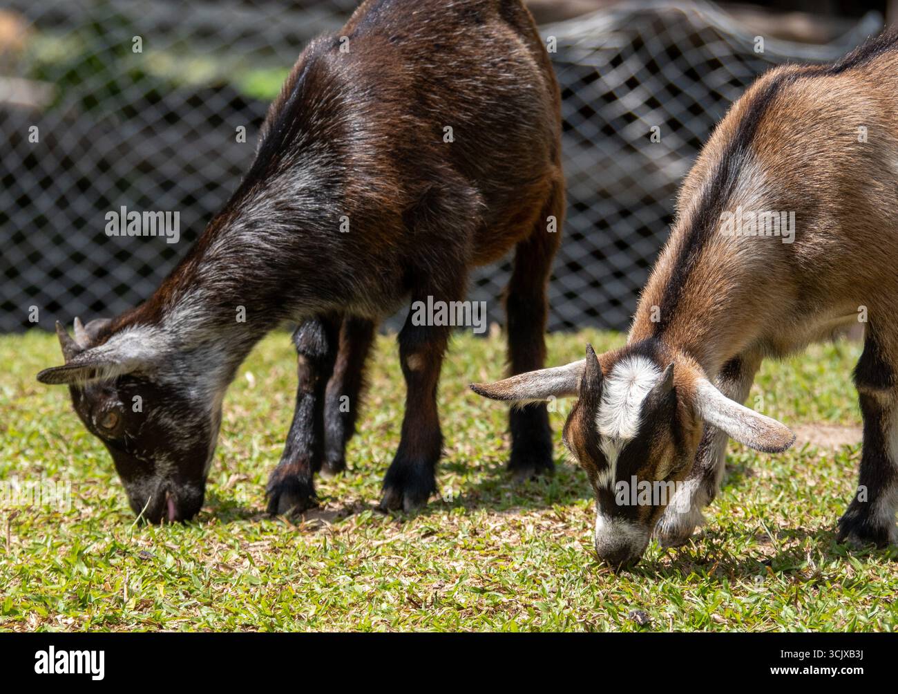 Closeup two little goats hi-res stock photography and images - Alamy