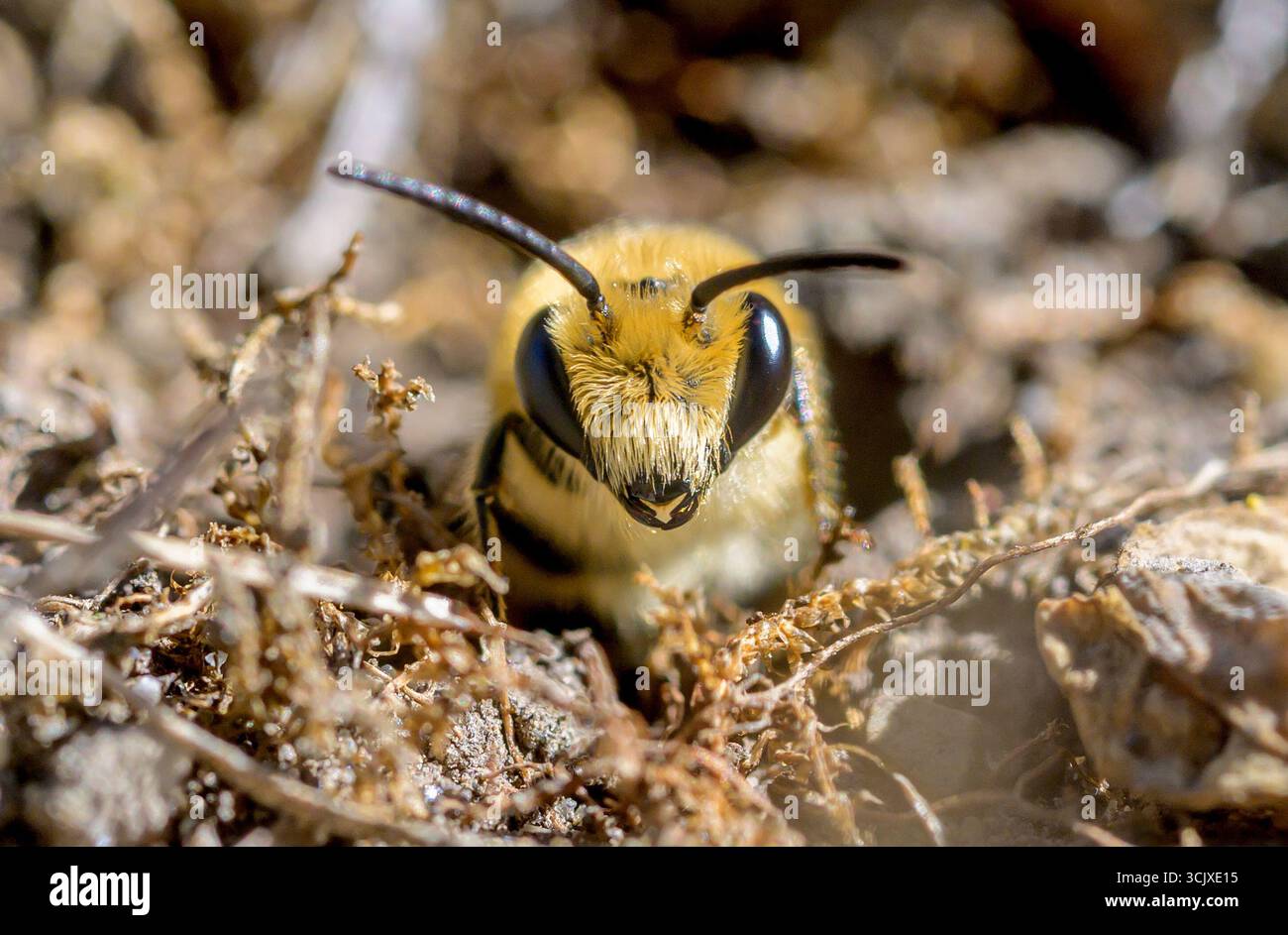 Chart Sutton, Kent, UK. 9th September 2025. Ivy Mining Bees (Colletes ...
