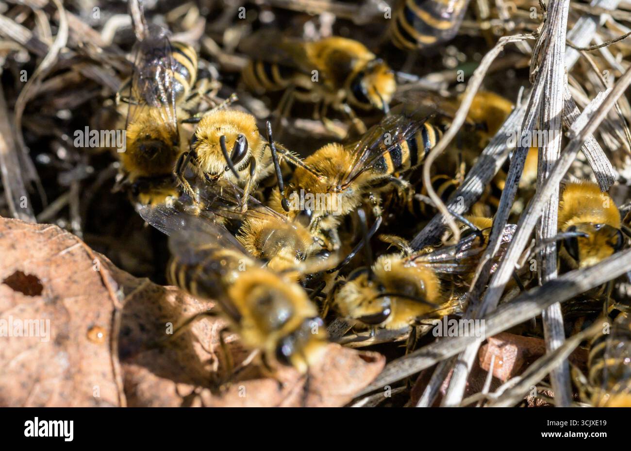 Chart Sutton, Kent, UK. 9th September 2025. Ivy Mining Bees (Colletes ...