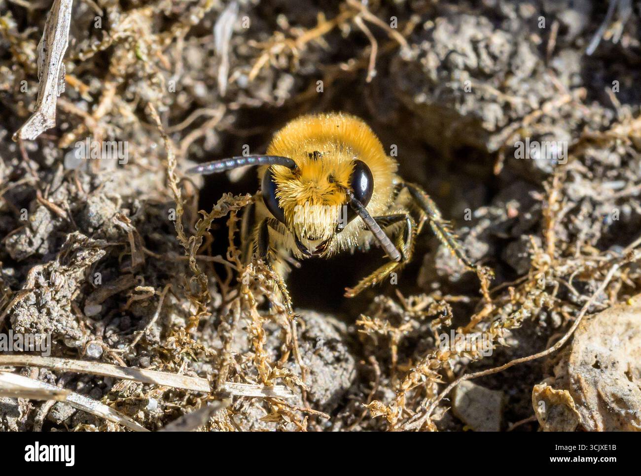 Chart Sutton, Kent, UK. 9th September 2025. Ivy Mining Bees (Colletes ...