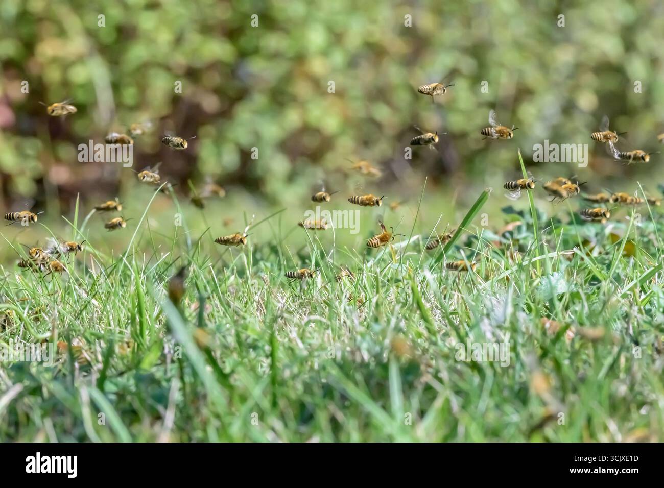Chart Sutton, Kent, UK. 9th September 2025. Ivy Mining Bees (Colletes ...