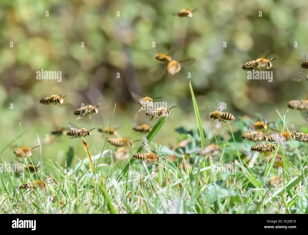 Chart Sutton, Kent, UK. 9th September 2025. Ivy Mining Bees (Colletes ...