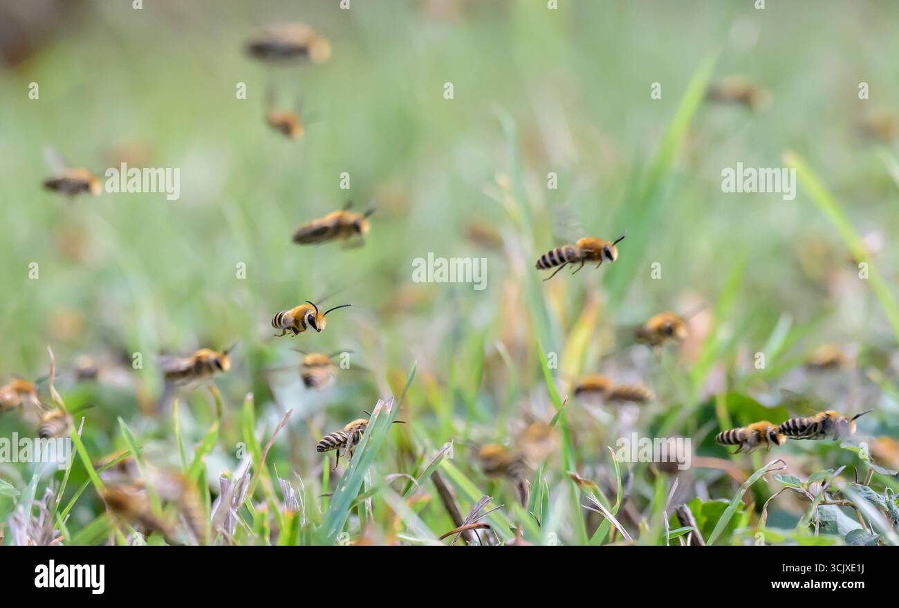 Chart Sutton, Kent, UK. 9th September 2025. Ivy Mining Bees (Colletes ...