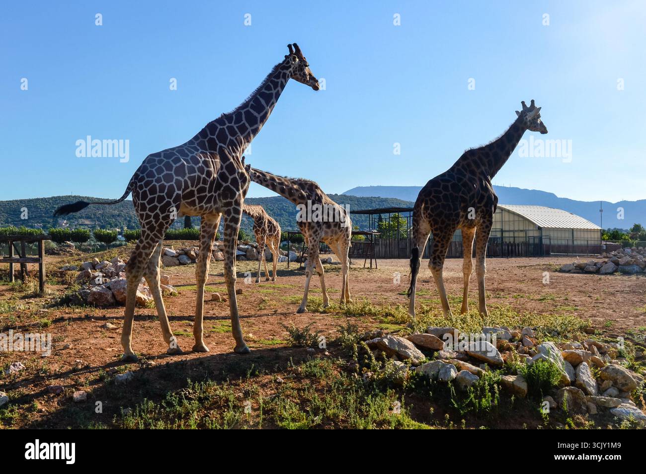 Group of giraffes standing together on rocky ground inside enclosure at ...