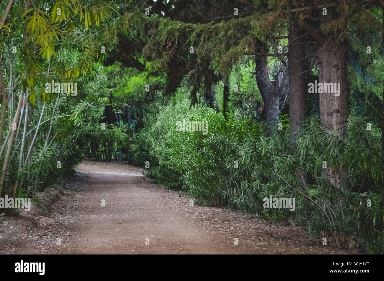 Natural forest path with trees and shrubs inside Diomedes Botanic ...