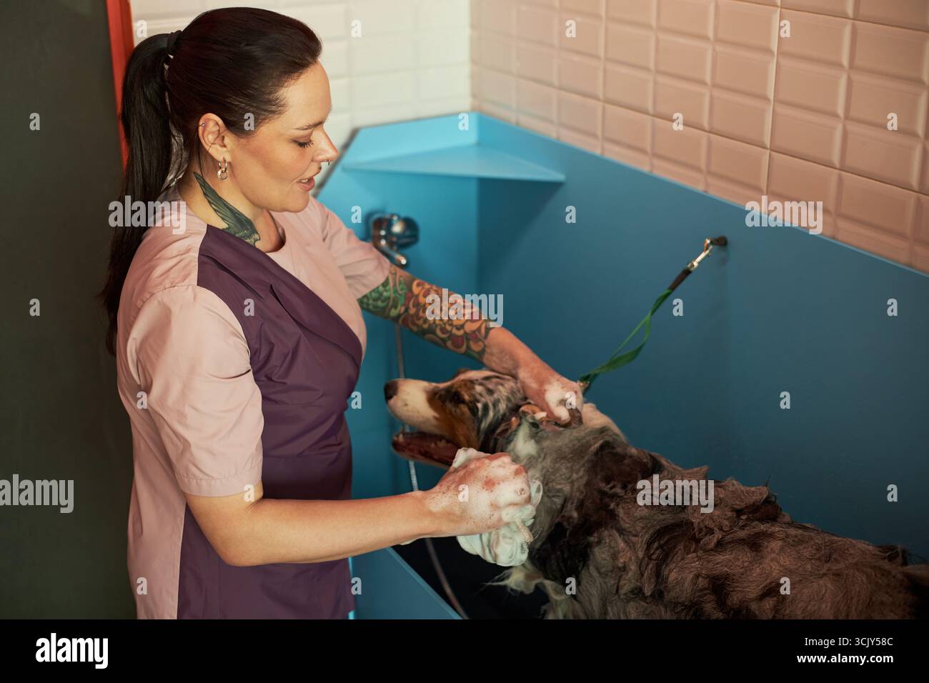 Young adult Caucasian woman washing large dog in grooming salon, using ...